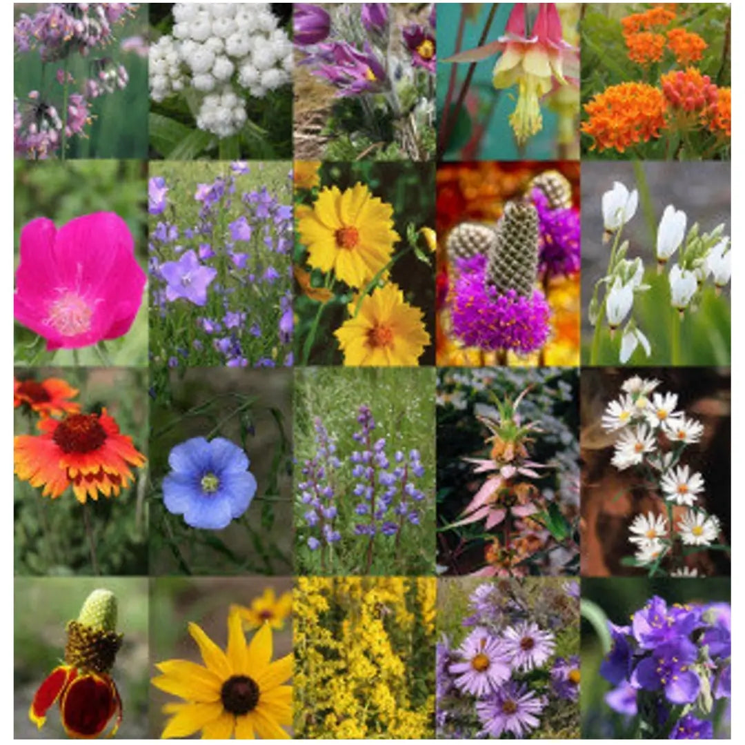 Radical Roots Seed Bombs – The Wolf Moon